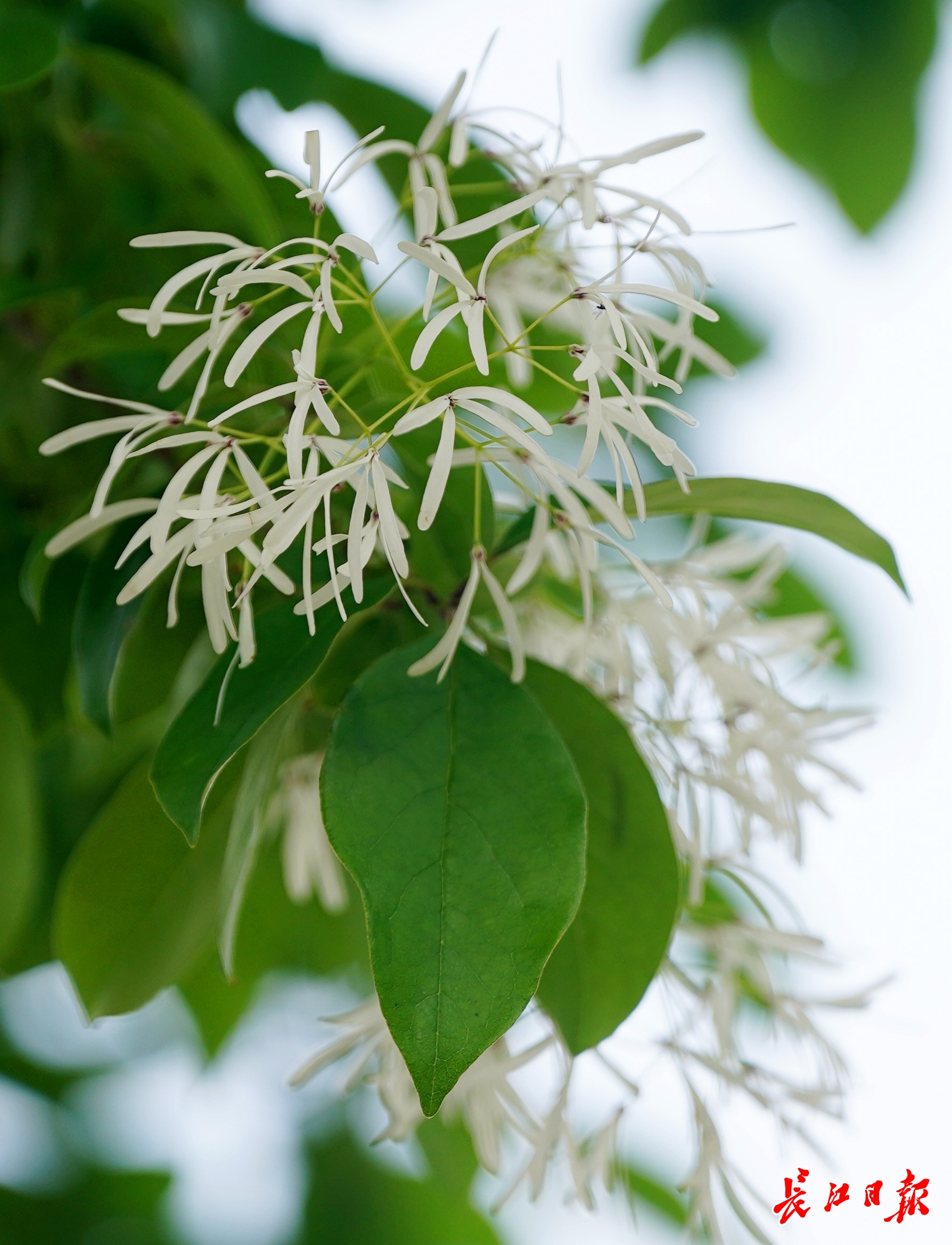200岁繁花如雪！武汉首次发现的这株流苏古树美爆了 - 武汉市人民政府门户网站